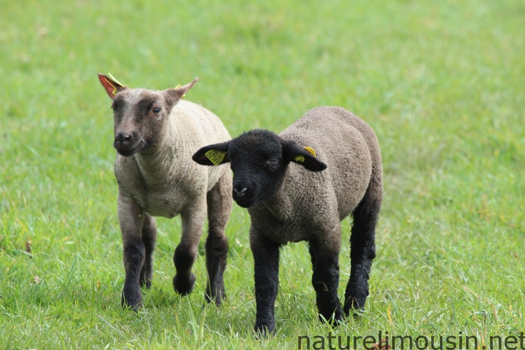 Mouton – Nature Limousin