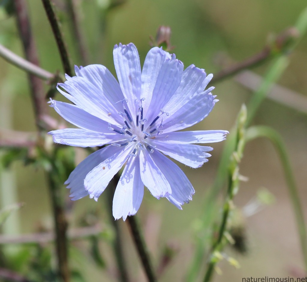 Chicorée sauvage – Nature Limousin