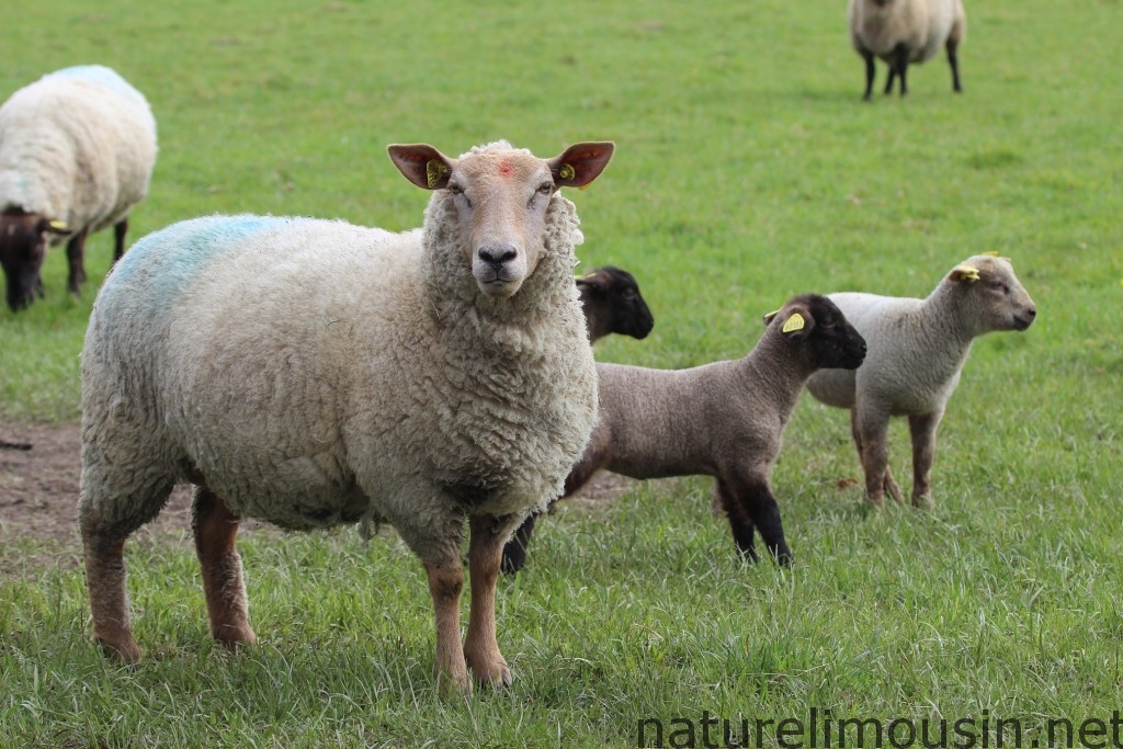 Mouton – Nature Limousin