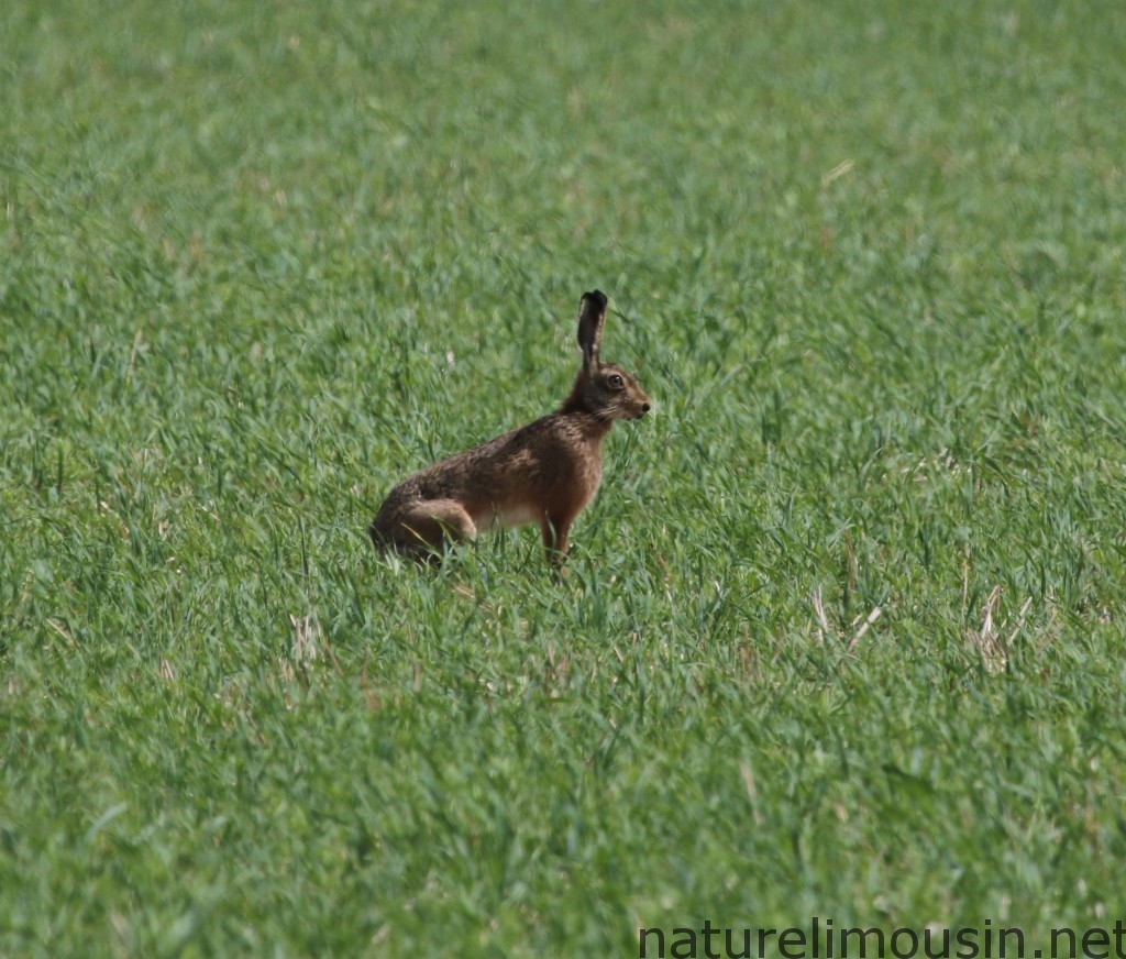 Lièvre d’Europe – Nature Limousin