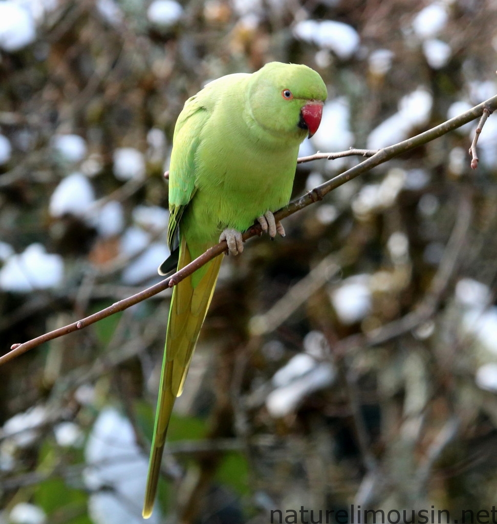 Perruche à collier – Nature Limousin