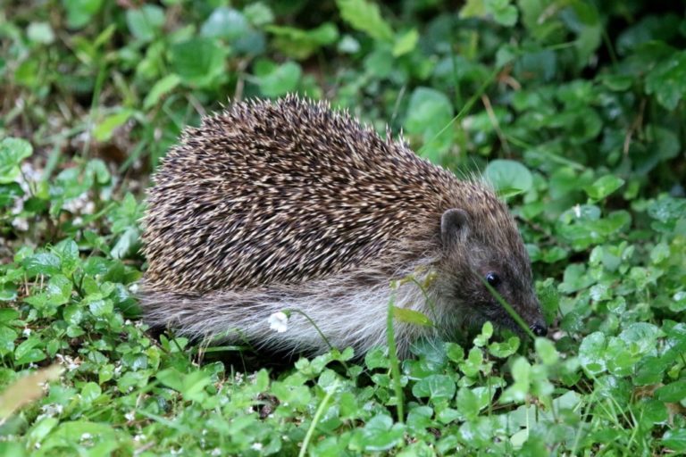 Hérisson d’Europe – Nature Limousin